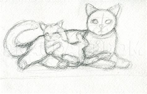 How To Draw Realistic Cats Draw Real Cats Step By Step Drawing Guide By Finalprodigy