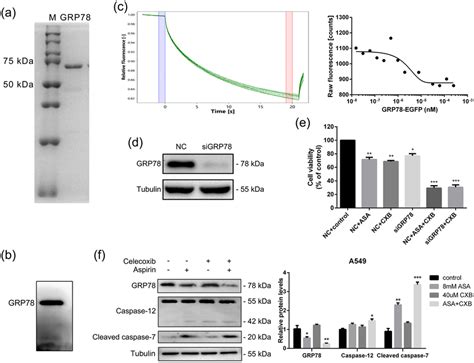 Celecoxib And Aspirin Combined Therapy Inhibits In Vivo Tumor Xenograft