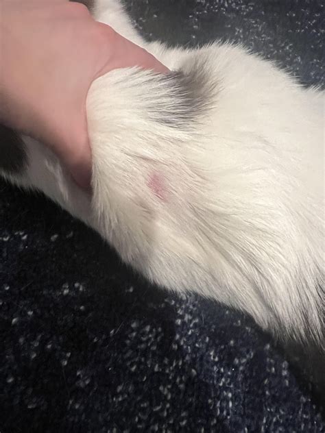 My Roommates Cards Lip Has Been Swollen For Awhile Should She Take Him To The Vet Rcathelp
