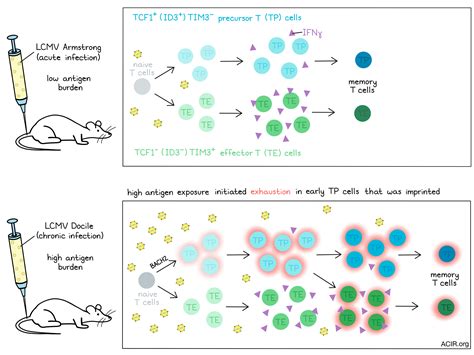 Early Antigen Exposure Sets A Predetermined Path Towards T Cell Exhaustion