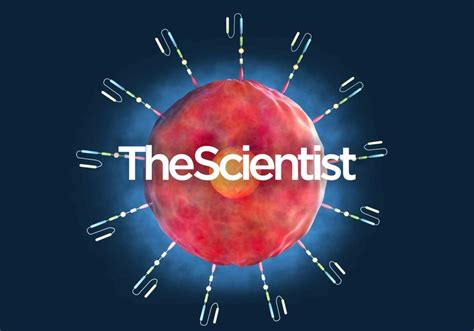 Upgrading Cell Therapies For Cancer Treatment The Scientist