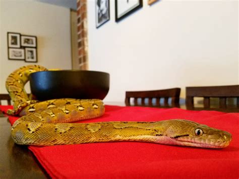 What Colour Morph Retic Is This Please