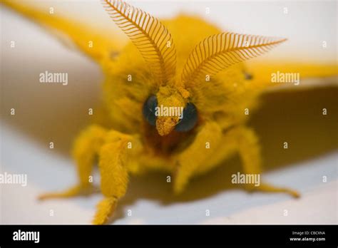 Fuzzy Moth