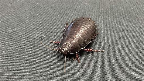 Giant Cockroach Reemerges In Australia After More Than 80 Years Of Being Extinct 08102022