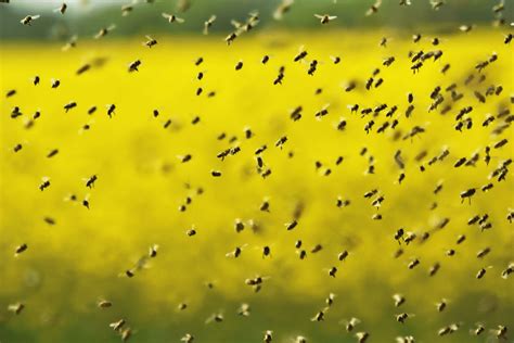 What Are Scout Bees What Makes Them So Important