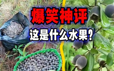 爆笑解说：盘点一些卧龙凤雏的评论！ 多巴安工作室 多巴安工作室 哔哩哔哩视频