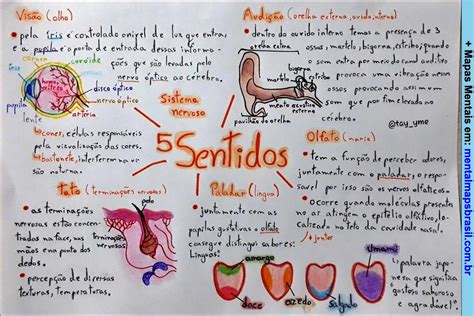 Os Cinco Sentidos Humanos Mapas Mentais Mental Maps Brasil