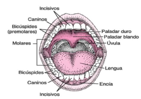 Boca Pdf Pdf