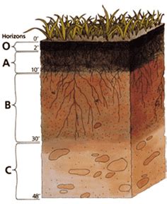 Soil Formation Process Types Of Soil And Factors Affecting Soil Formation