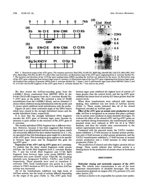 Molecular Cloning Sequence Analysis And Expression Of The Yeast Alcohol Acetyltransferase Gene