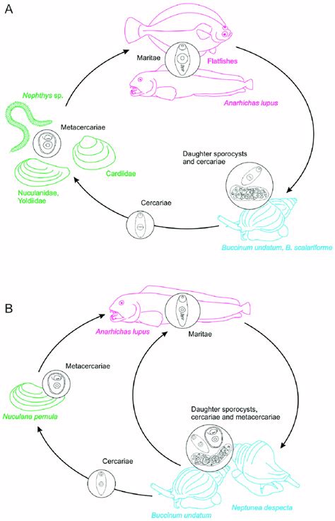 Life Cycle Schemes Of Zoogonoides Viviparus A And Pseudozoogonoides