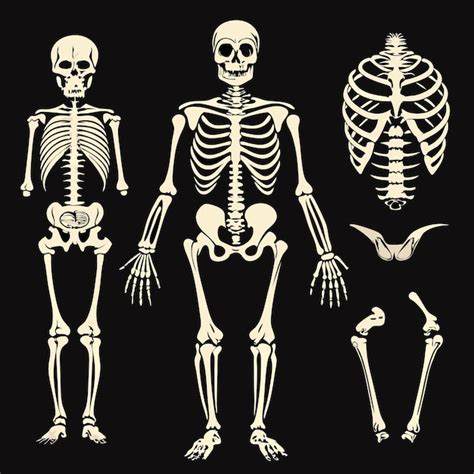 Ilustración De La Anatomía Del Esqueleto Humano Con Huesos Detallados