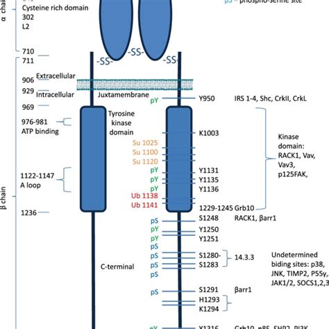 Igf 1r Kinase Dependent Signaling Pathways Igf 1 Or Igf2 Binding To Download Scientific