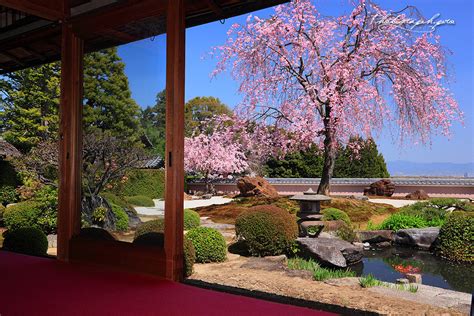 京都の桜 おすすめの穴場撮影スポット西京区編②勝持寺・大原野神社・正法寺 苺の一枝＜ichigo Ichie＞