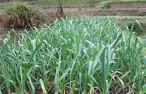 蒜苗种植技术大全 想种菜农业网