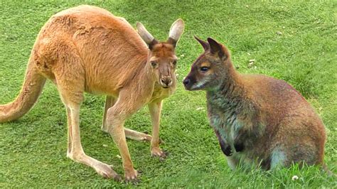 7 Structural Difference Between Kangaroo And Wallaby With Similarities