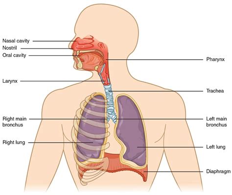 Diagram Of The Respiratory System With Every Parts Function