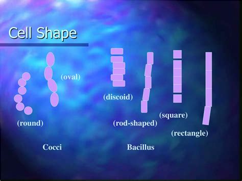 Ppt Identification Of Filamentous Bacteria Powerpoint Presentation
