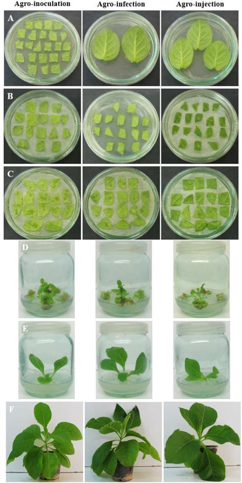 Agrobacterium Mediated Transformation Of W™ Tabacum Cv
