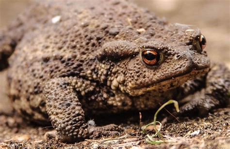 3 Ways To Tell The Difference Between A Frog And A Toad WikiHow