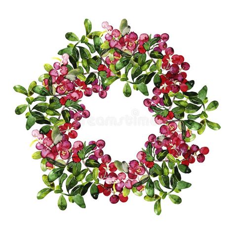 水彩蔓越桔花圈 向量例证 插画 包括有 现有量 框架 无核小葡萄干 花卉 点心 发狂 工厂 71082197