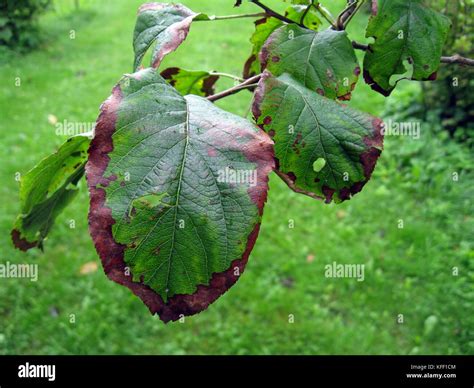 Fireblight Pome Fruit Germany Bavaria Alert