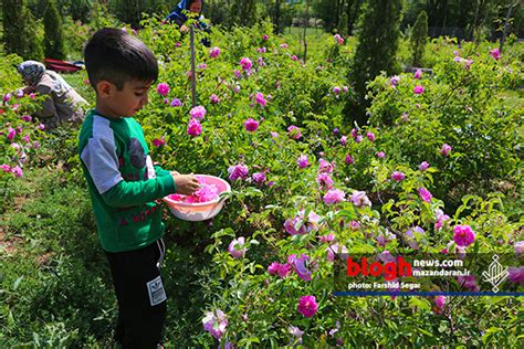 برداشت گل محمدی در روستای اسلام آباد نوشهر خزرنما
