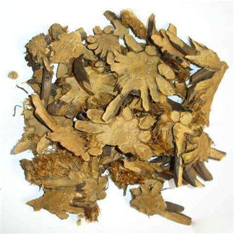 绵马贯众炭 绵马贯众的效与作用 绵马贯众图片 大山谷图库