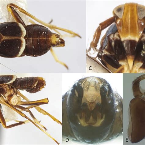 Megamelus Scutellaris Female From Argentina A Dorsal View B