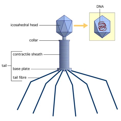Microbial Diversity Viruses Biological Science Picture Directory Pulpbits Net