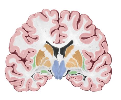 Diagram Of Brain Cross Section Quizlet