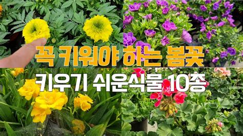 예쁜 봄꽃 식물 10종 쉽게 키울수있는 봄 꽃시장 투어 향기가득 Youtube
