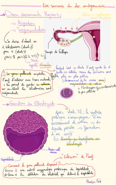 Resume Embryo Sauf Placenta 202405131726 08718 Génie Des Systèmes