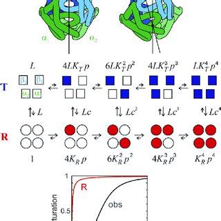 The MWC Two State Allosteric Model Upper Panel Quaternary Download Scientific Diagram
