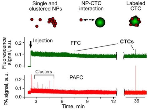 Cancers Special Issue Circulating Tumor Cells In Cancers