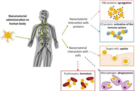 Methods For The In Vitro Characterization Of Nanomedicines —biological