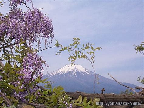 1999年の富士山壁紙用 山中湖観光情報