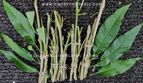 Adathoda Stem Cuttings Justicia Adhatoda Rangamalai Organic Farms