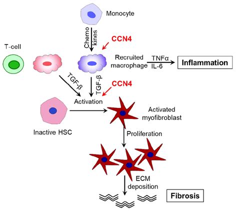A Hypothesized Role Of Ccn4 In The Pathogenesis Of Liver Fibrosis Both