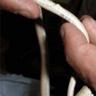 Snake Sex Differentiation Using Cloacal Probing Females Have Few Around Download Scientific