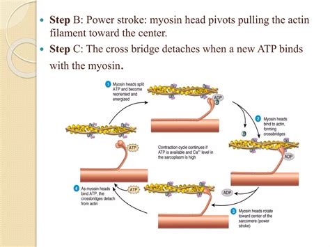 Actin And Myosin Yb Pptx