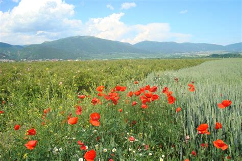 Да спасим Розовата долина Home