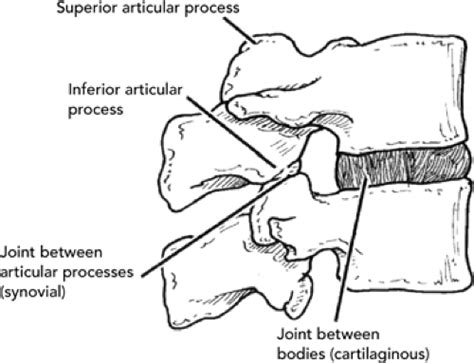Thoracic And Lumbar Spine Musculoskeletal Key
