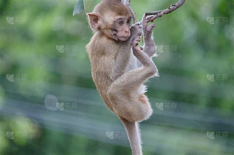 可爱的猴子