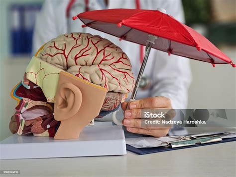 의사는 빨간 우산으로 뇌의 해부학적 구조를 보여주며 교육 방법을 강조합니다 40 44세에 대한 스톡 사진 및 기타 이미지 40 44세 Mental Wellbeing