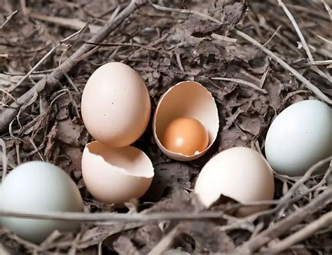 How Are Bird Eggs Fertilized A Comprehensive Walkthrough The Worlds Rarest Birds
