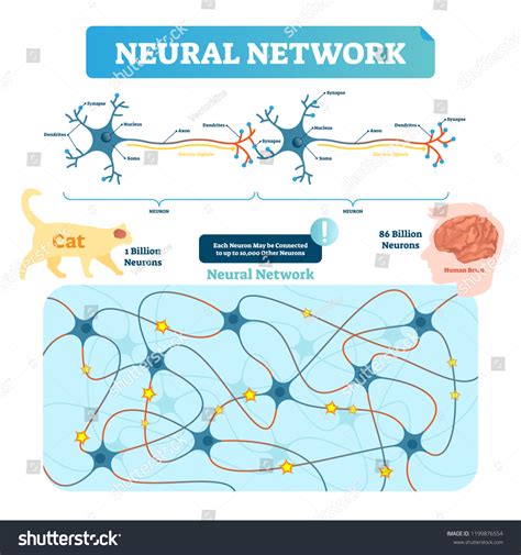 Neural Network Vector Illustration Neuron Structure Stock Vector Royalty Free 1199876554
