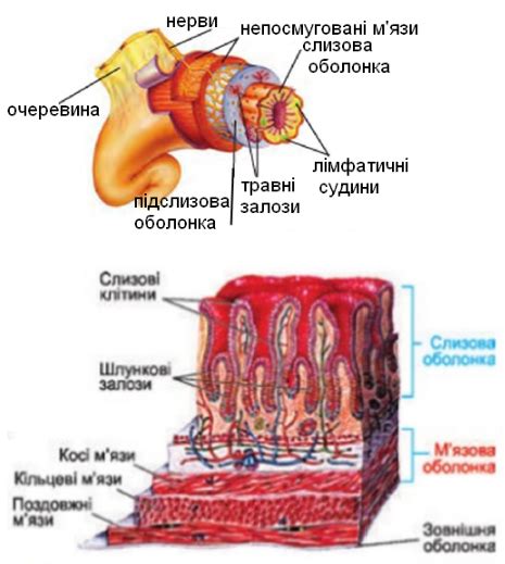 Шлунок його будова та робота Процеси в шлунку перетворення харчової грудки Функції шлунку