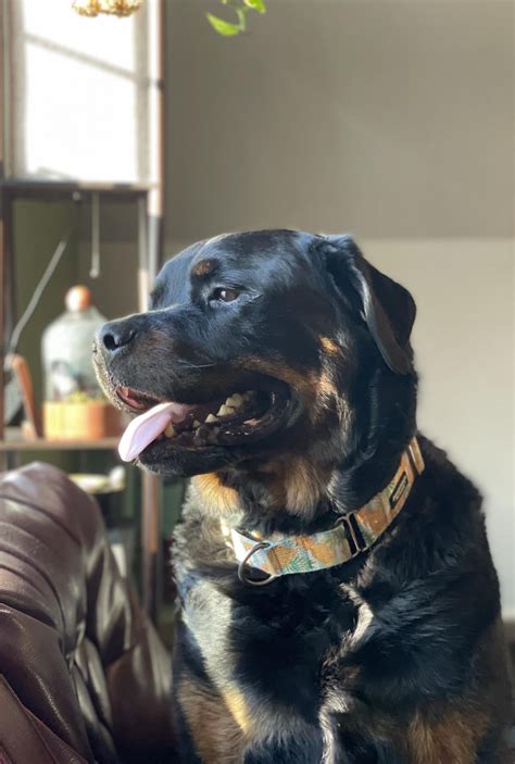 Our Guy Is Almost 9 Rrottweiler