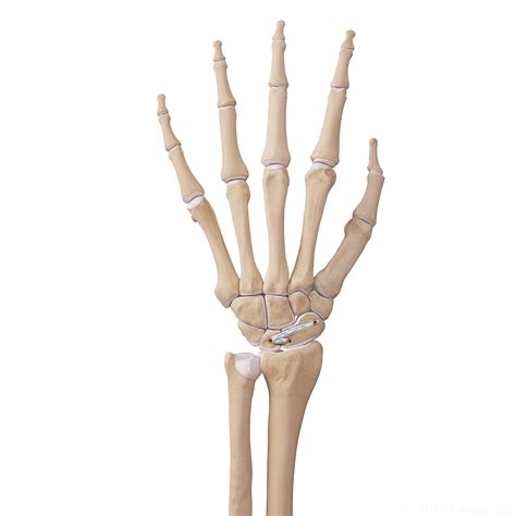 Scaphoid Lunate Procedure Orthopatient